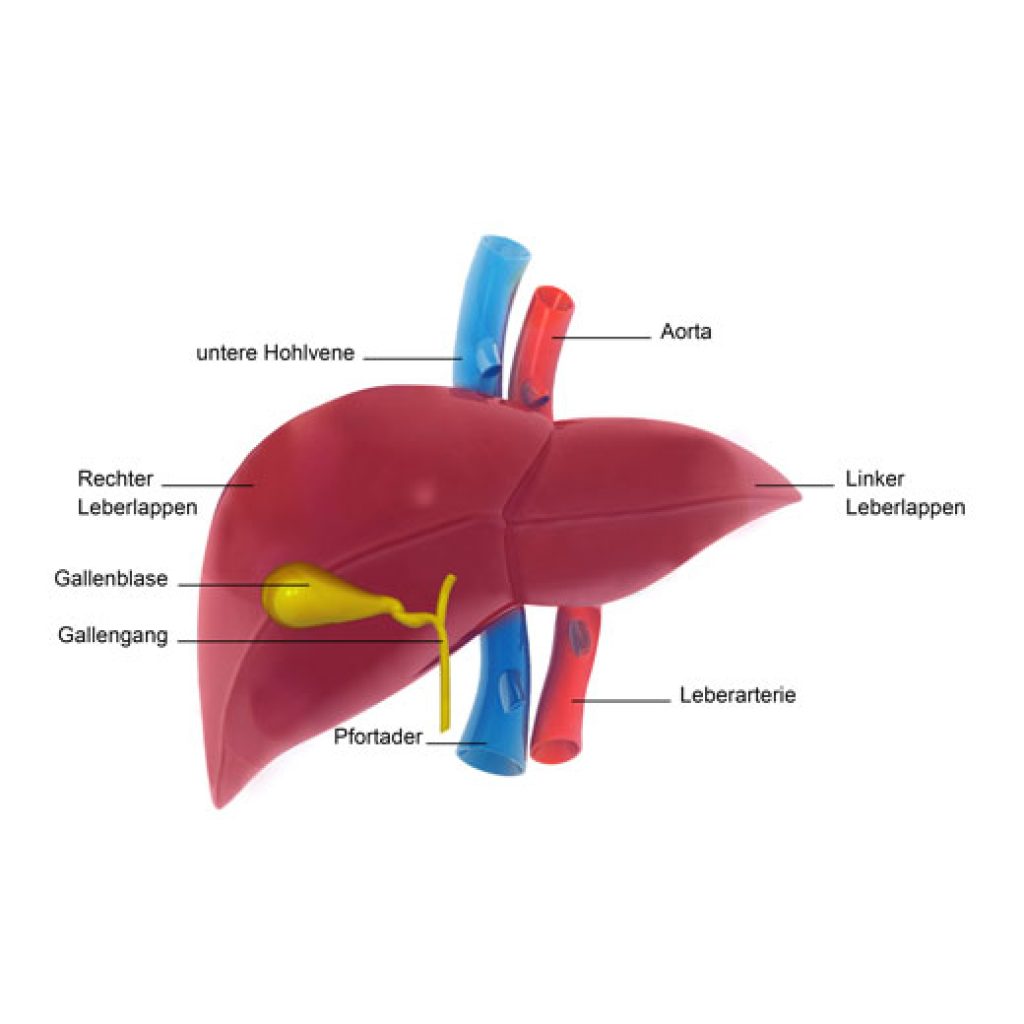 Rund um die Leber - Leberzirrhose