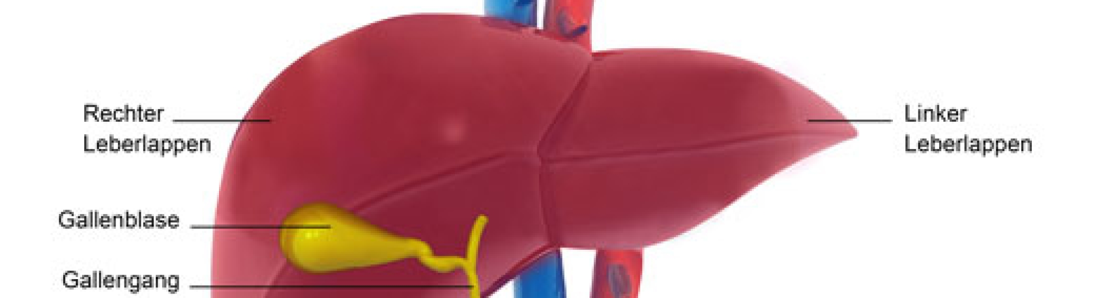 Rund um die Leber - Leberzirrhose